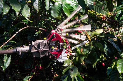 La production de Café: du grain jusqu’à la tasse | Lavazza