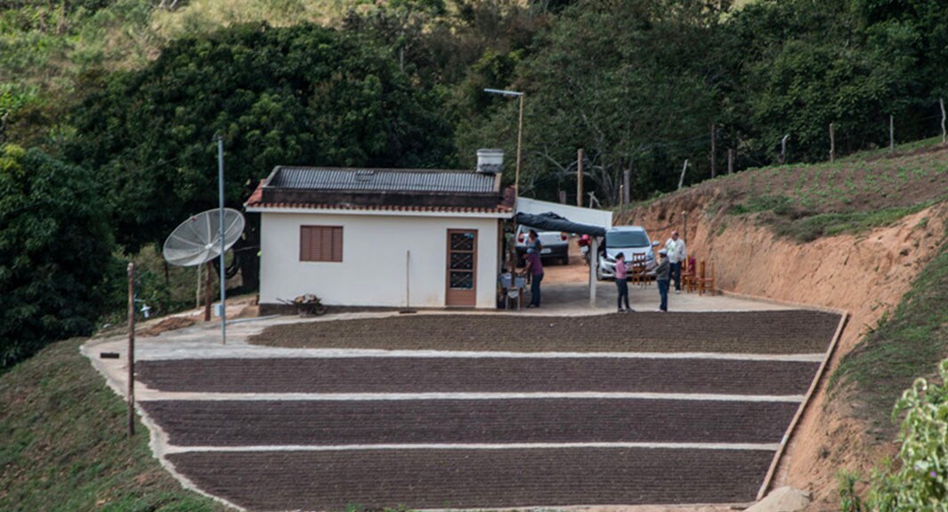 La production de Café: du grain jusqu’à la tasse | Lavazza